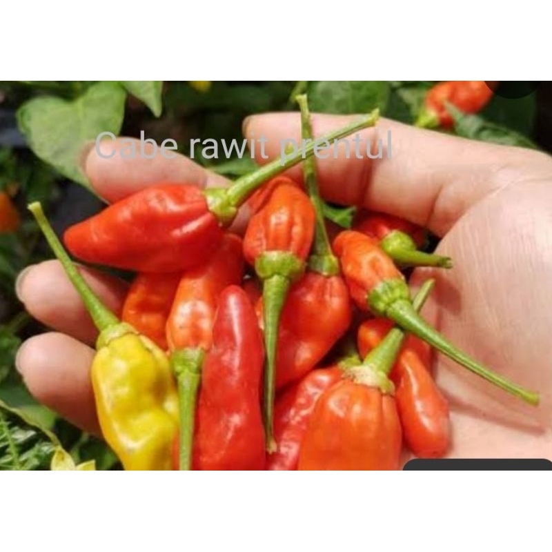 Jual Cabe rawit PRENTUL fresh 1kg | Shopee Indonesia