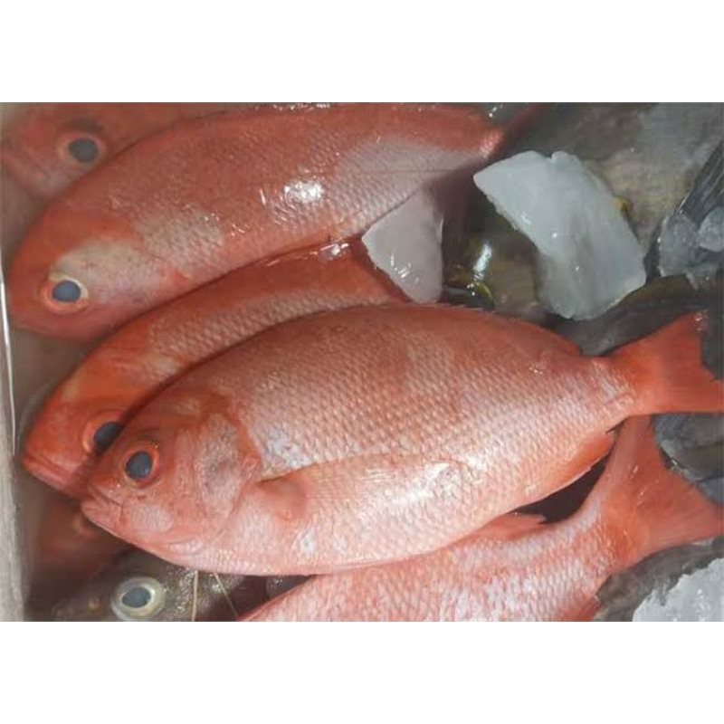 Jual Ikan Kakap Merah Fresh (Seafood Segar) | Shopee Indonesia
