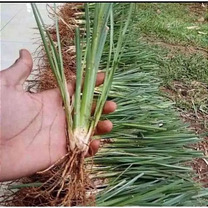 Jual Rumput akarwangi - Rumput penahan erosi-Rumput vetiver | Shopee ...
