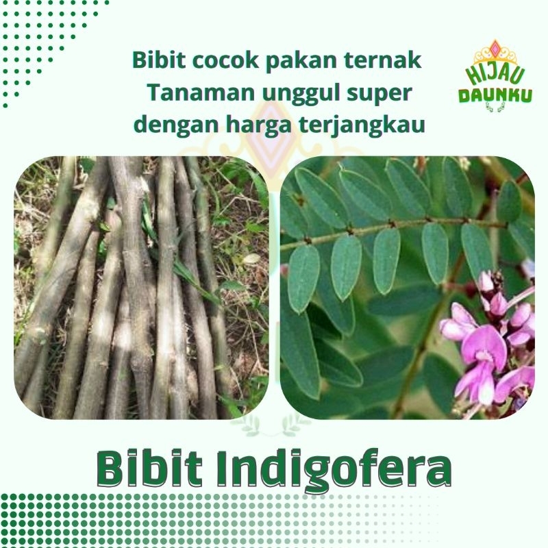 Jual Bibit Indigofera Pakan Ternak Sapi Kambing Domba Kerbau Kelinci ...