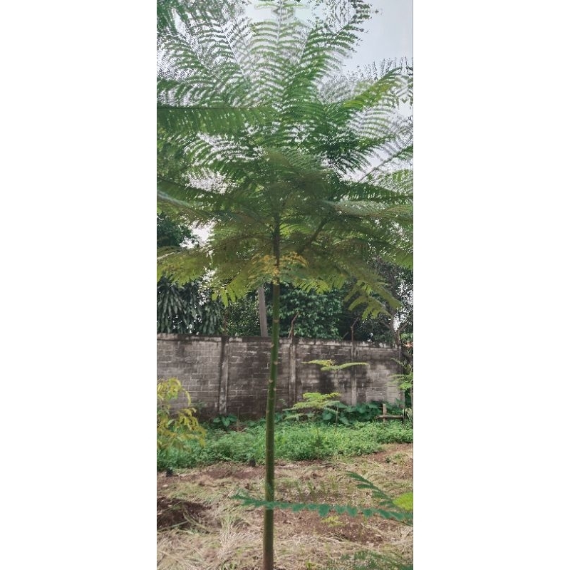 Jual pohon solobium pakis Brazil tinggi 3 meter | Shopee Indonesia