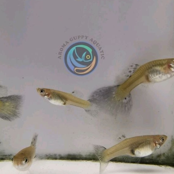 Jual ikan hias air tawar, aquascape Guppy Purple Dragon Aksesoris aquarium | Shopee Indonesia