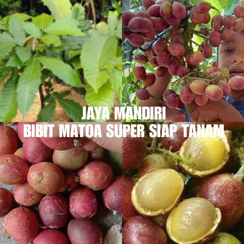 Jual BIBIT MATOA SUPER (BIBIT BUAH MATOA) | Shopee Indonesia