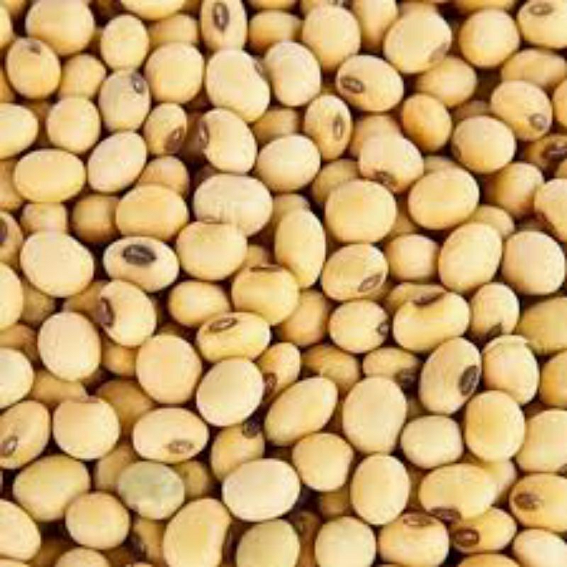 Jual KACANG KEDELAI IMPORT BERAT 1KG | Shopee Indonesia