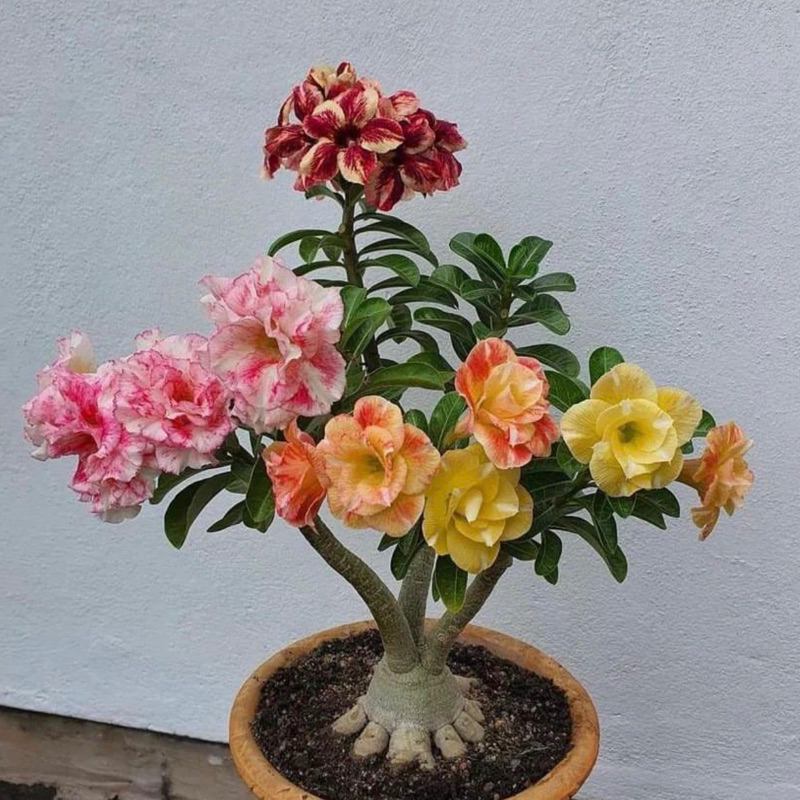 Jual ADENIUM BUNGA TUMPUK / TANAMAN HIAS ADENIUM HIDUP ADENIUM JEPANG ...