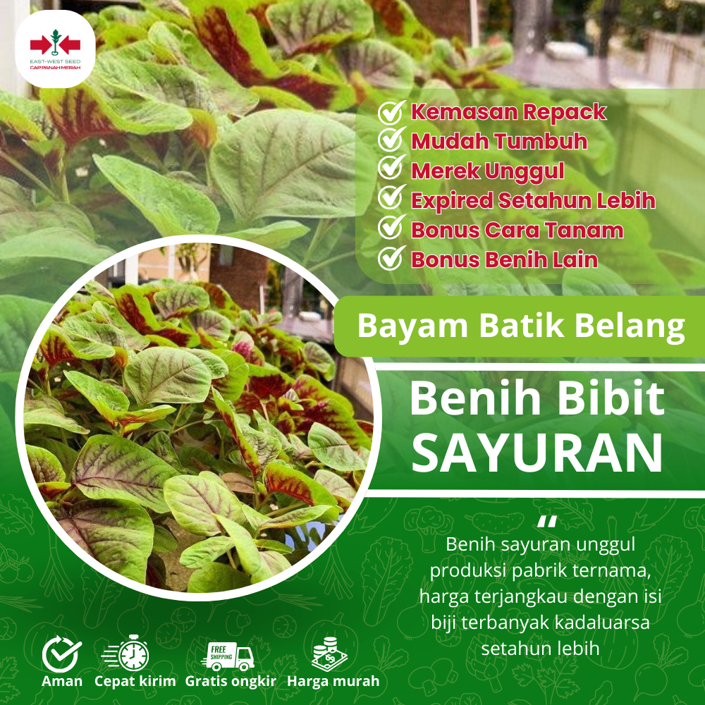 Jual SUTAN Bibit Bayam Batik Belang Unggul Benih Tanaman Sayur Sayuran ...