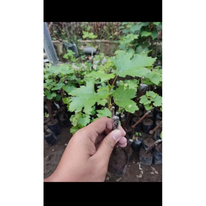 Jual bibit anggur import (batang besar) | Shopee Indonesia