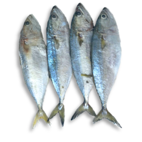 Jual Ikan Kembung Banjar ( Fresh bukan Frozen) | Shopee Indonesia