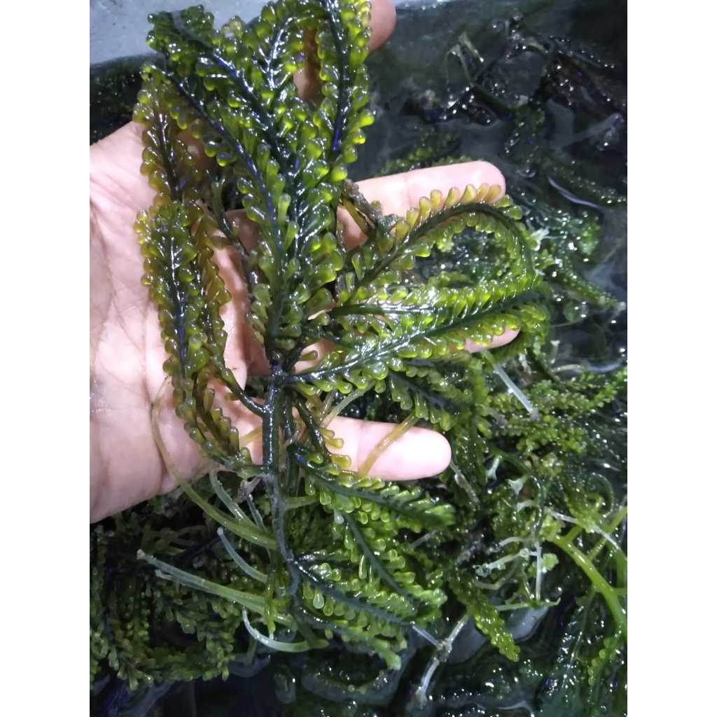 Jual Macroalgae Lawi Lawi - Sea Grapes Algae | Shopee Indonesia