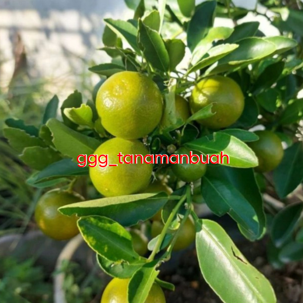 Jual Bibit Jeruk Kasturi/Es Sudah Berbuah Spesial | Shopee Indonesia