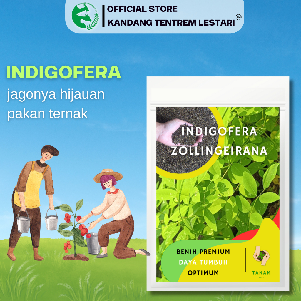 Jual Benih Indigofera Zollineriena 15 gr Ratusan Biji TANAM SEED Unggul ...