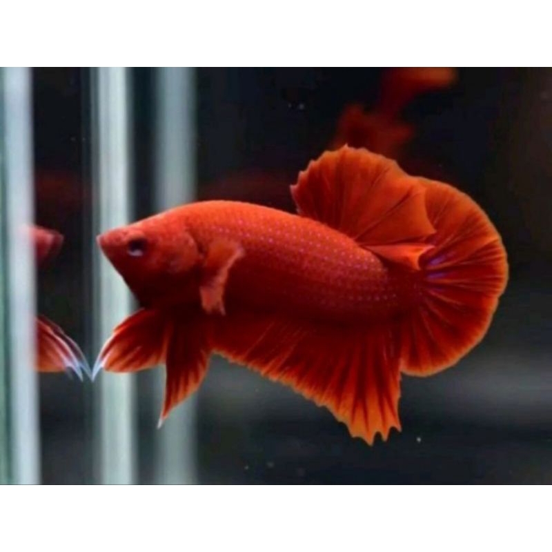 Jual Cupang Super Red Top Grade | Shopee Indonesia