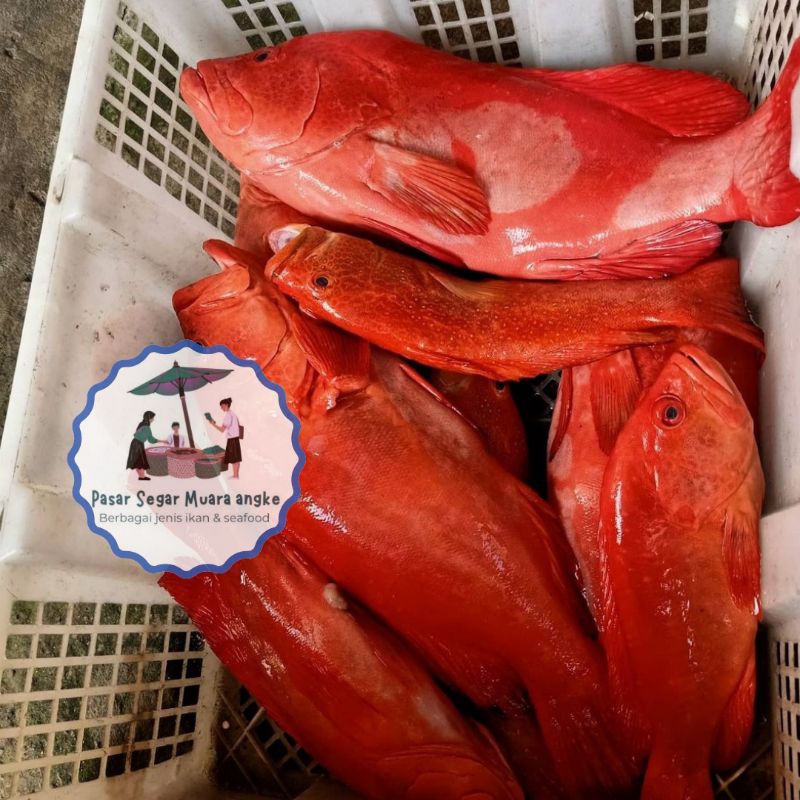 Jual Ikan Kerapu Lodi Kerapu Sunu Segar Seafood hasil laut segar 1 kg ...