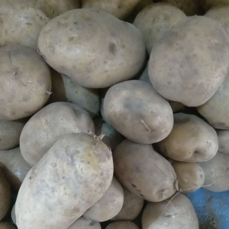 Jual Kentang dieng 500gr | Shopee Indonesia