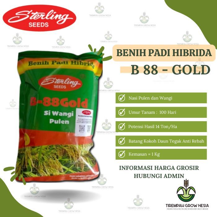 Jual BENIH PADI HIBRIDA STERLING B-88 GOLD PADI HIBRIDA BENIH STERLING B88 GOLD BIBIT PADI ...