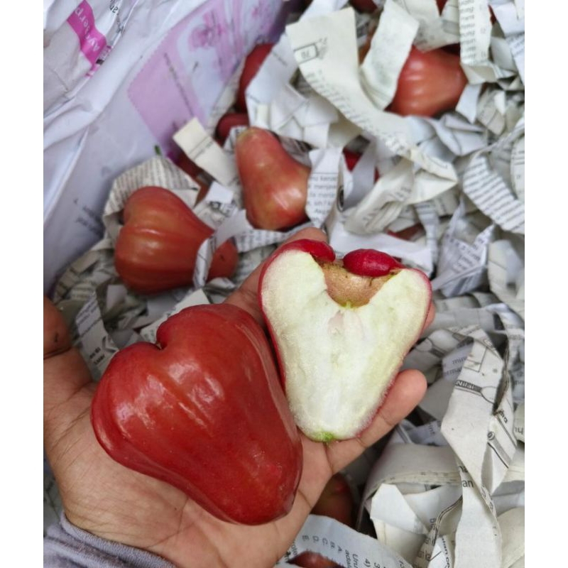 Jual JAMBU CITRA MERAH JAMBU AIR FRESH 1KG | Shopee Indonesia