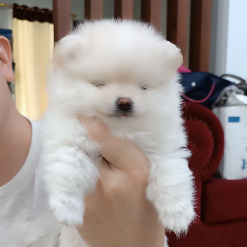 Jual TEACUP Pomeranian Putih Super Mini Pesek Sehat Lincah | Shopee ...