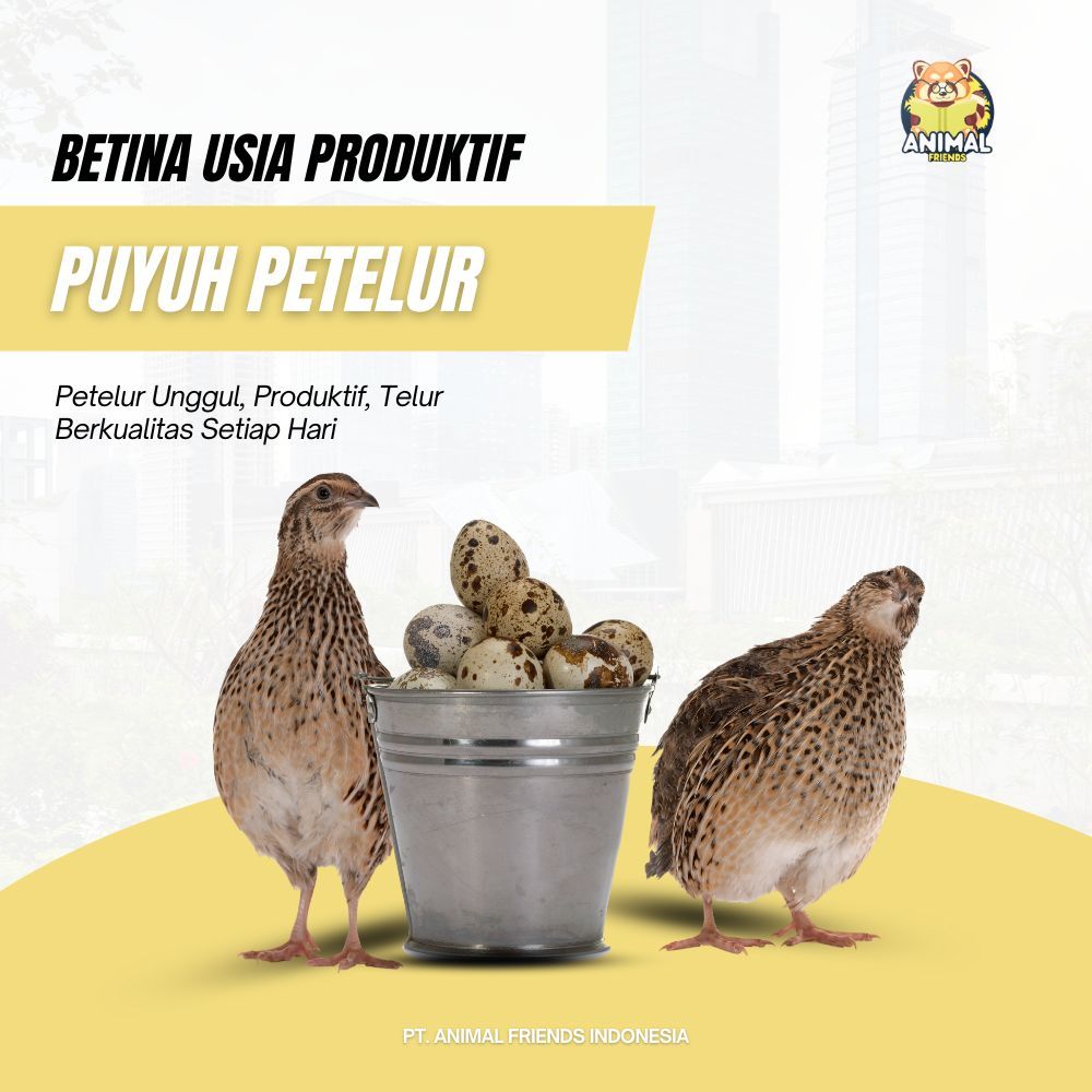 Jual Burung Puyuh Petelur Usia Produktif / Burung Puyuh Petelur Indukan | Shopee Indonesia