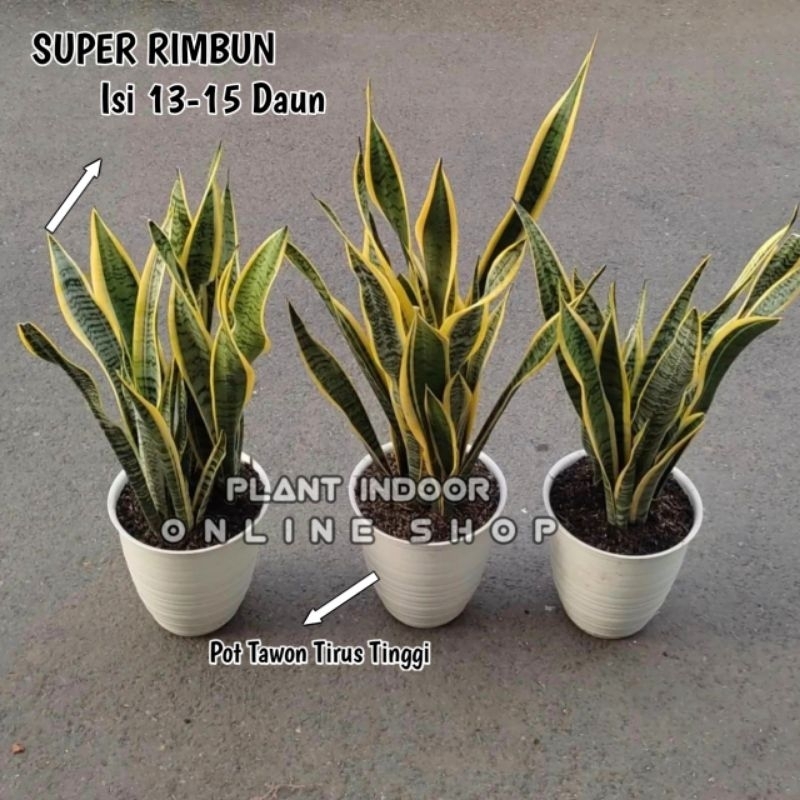 Jual Tanaman Hias Sanseviera Rimbun + Pot Putih- Lidah Mertua 70-80 cm ...
