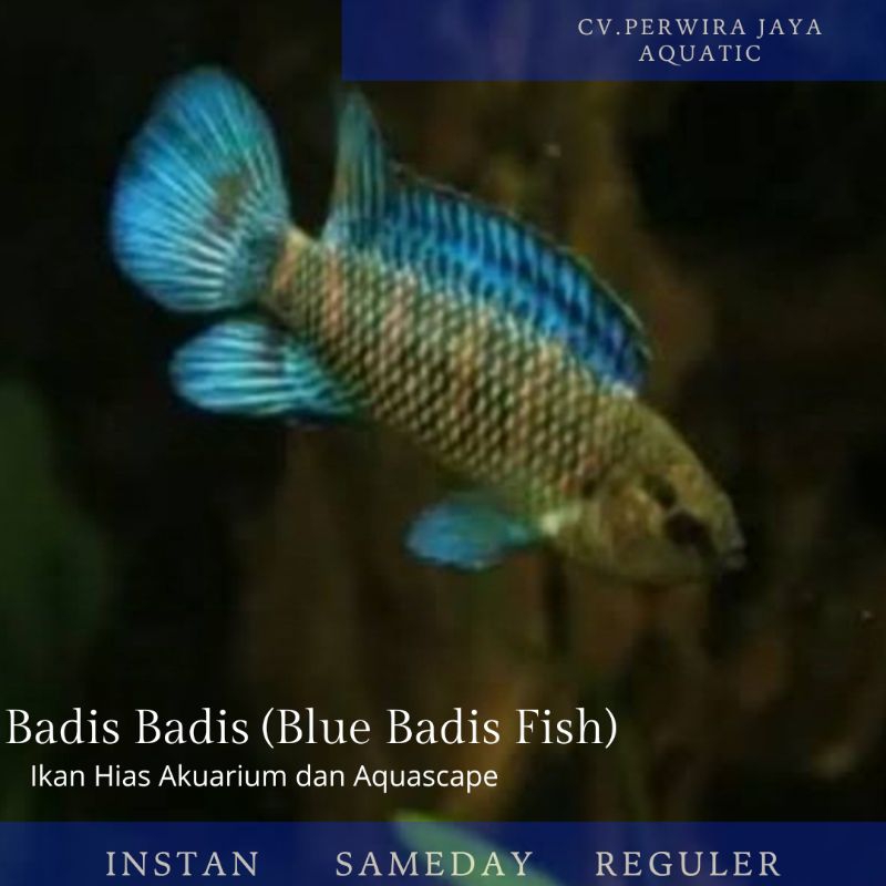 Jual Blue Badis | Badis Badis Hiasan Aquarium Dan Aquascape | Shopee ...