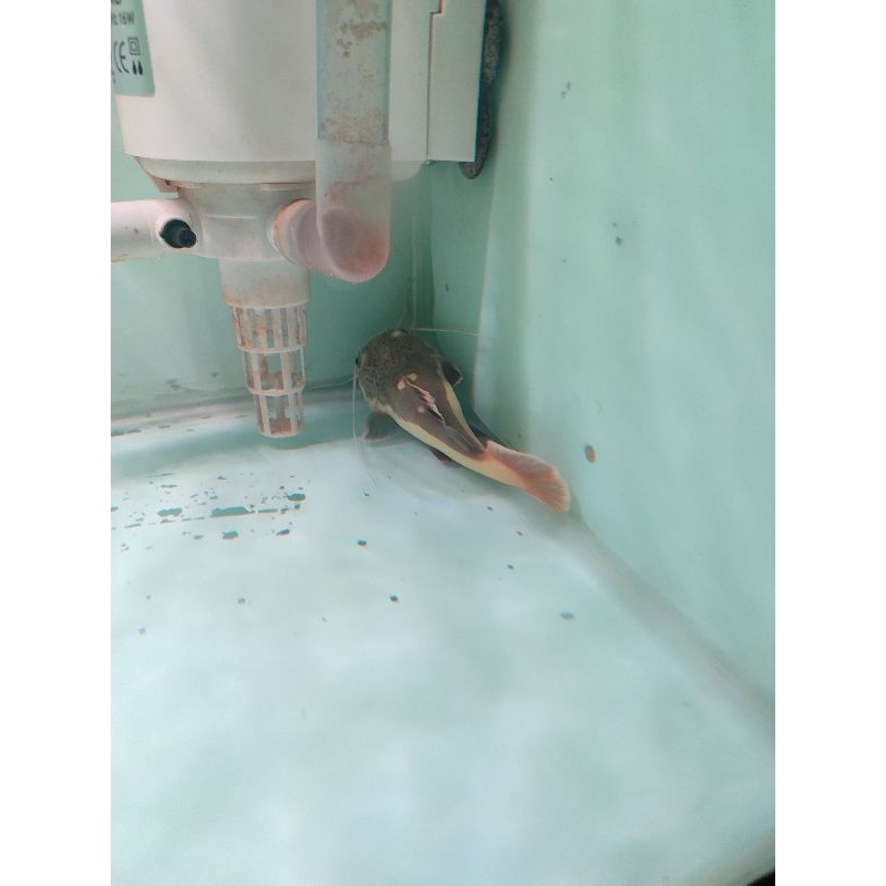 Jual red tail cat fish RTC | Shopee Indonesia