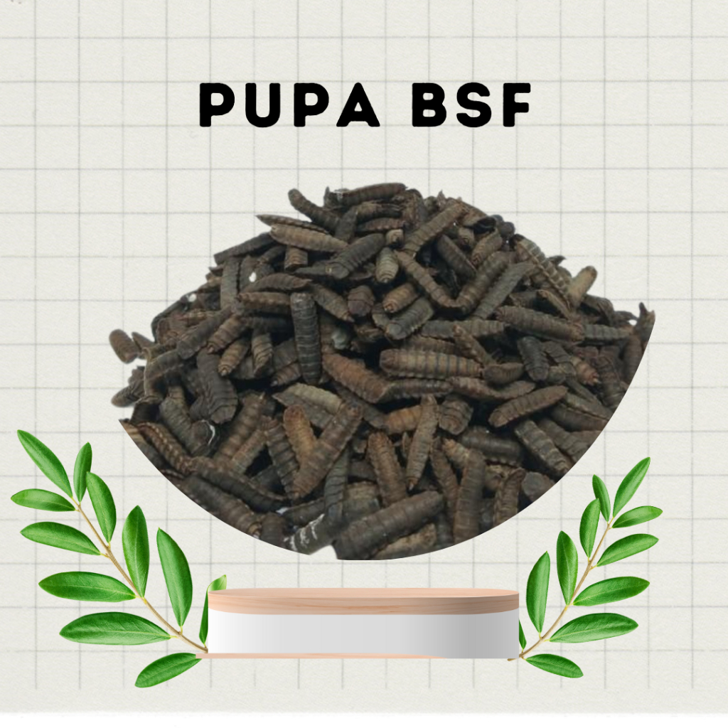 Jual PREPUPA MAGGOT BSFPREMIUM BIBIT LALAT BSF | Shopee Indonesia