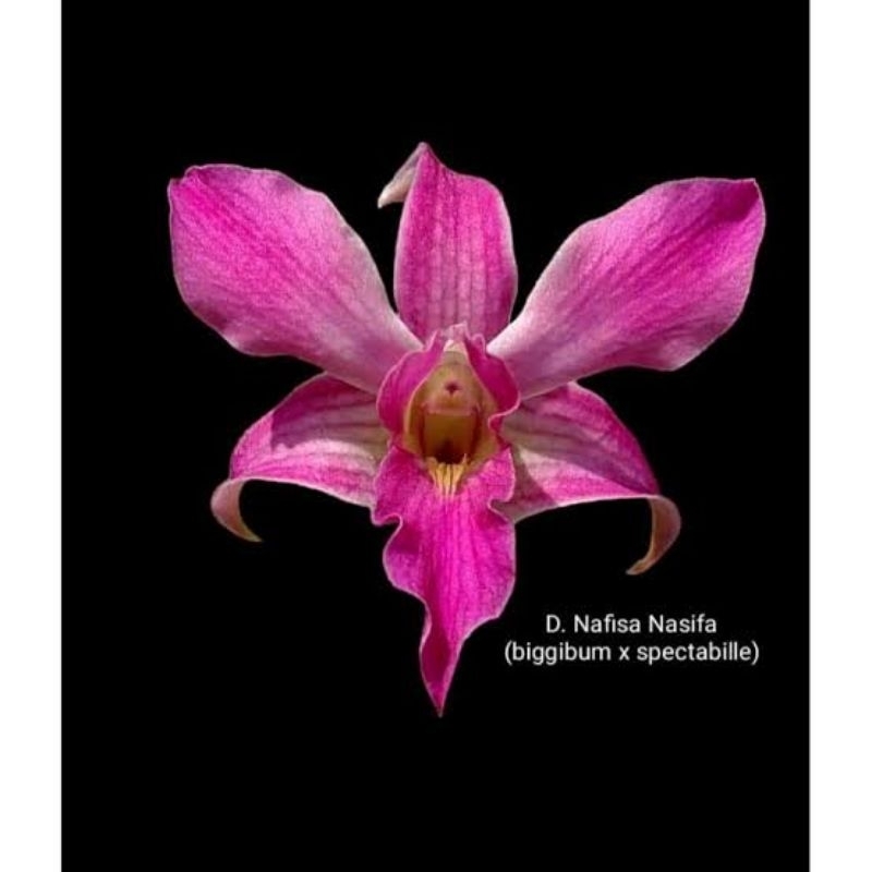 Jual Anggrek Dendrobium Nafisa Nasifa (Pot kayu) | Shopee Indonesia
