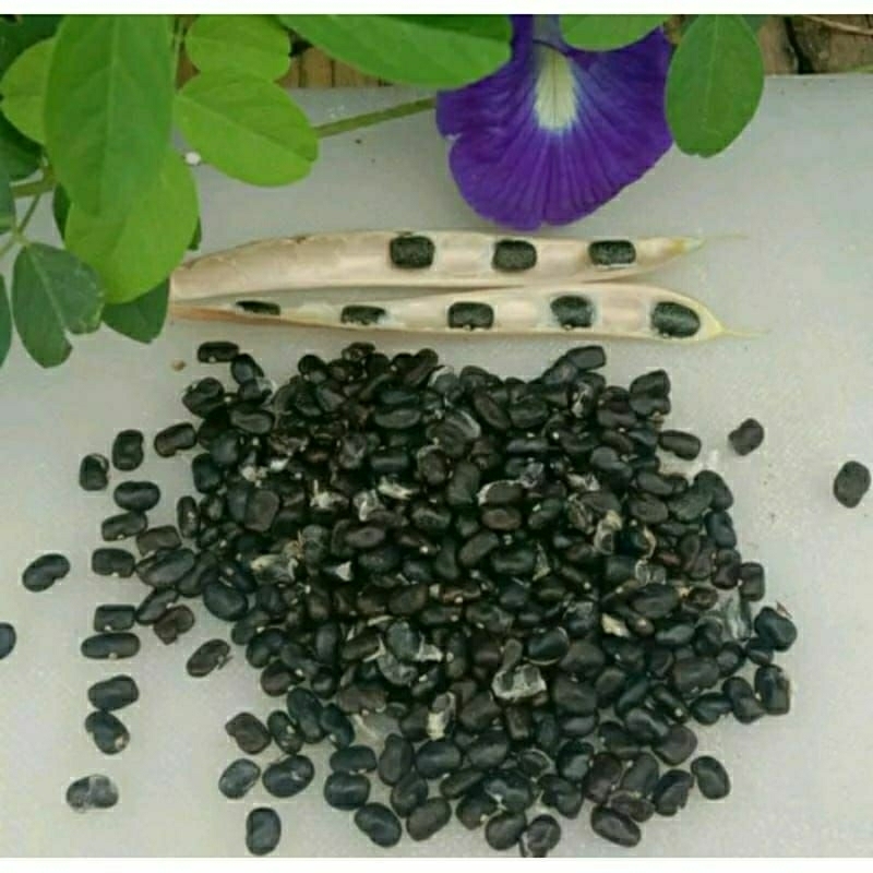 Jual biji bunga telang isI 225 udah tua di pohon tinggal semai | Shopee ...