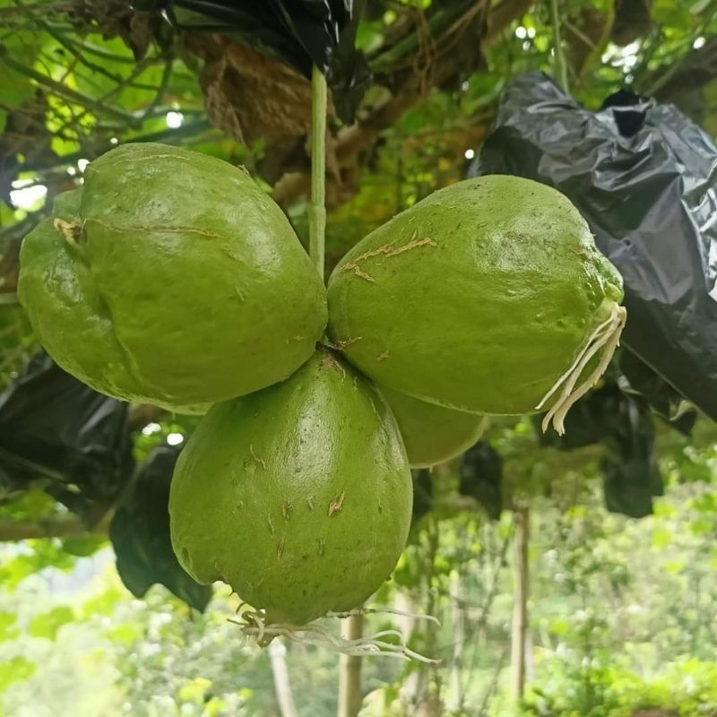 Jual NASYYA_GARDEN- Paket 5 Bibit Labu Siam Anggur Ori Berkualitas Siap ...