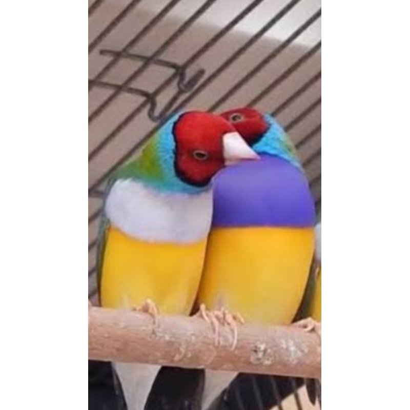 Jual BURUNG GOLD AMADIN PUNGGUNG HIJAU SEPASANG DEWASA SIAPAN | Shopee ...