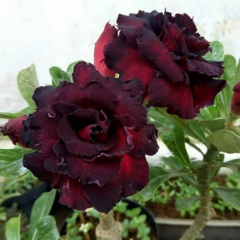 Jual Tanaman Hias Adenium/Kamboja Jepang Black Dragon (Bunga Tumpuk ...