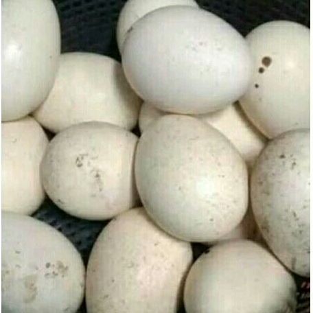 Jual Telur entok jumbo untuk di tetaskan | Shopee Indonesia
