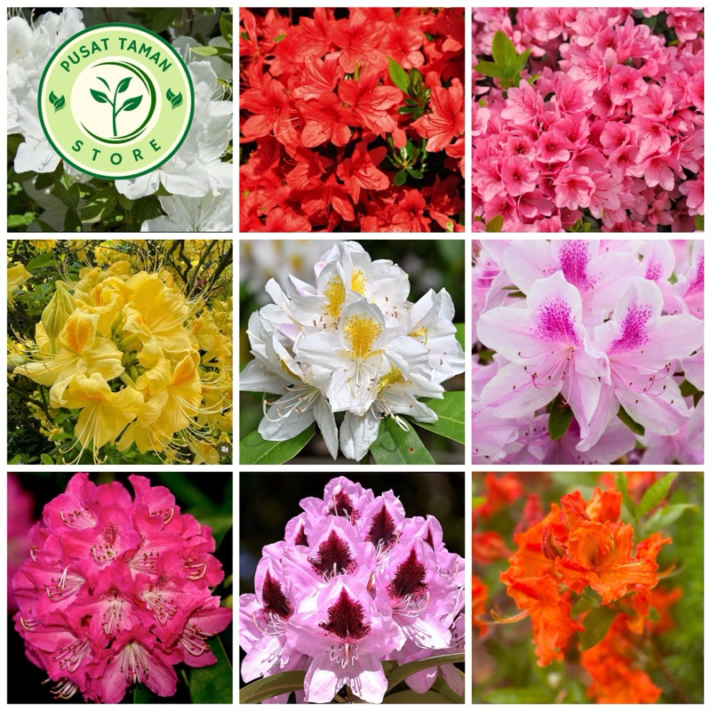 Jual TANAMAN HIAS BUNGA AZALEA - BUNGA HIAS AZALEA - POHON AZALEA BUNGA ...