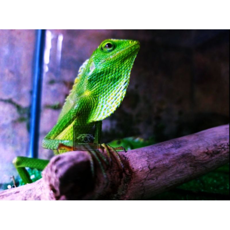 Jual Bunglon Surai | Shopee Indonesia