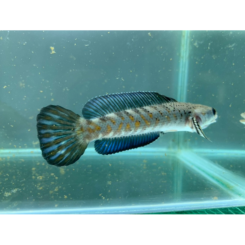 Jual blue pulcra single tang | Shopee Indonesia