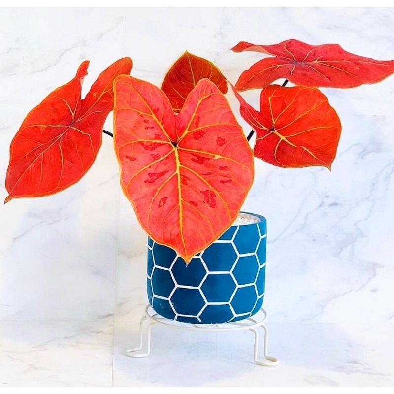 Jual Tanaman Hias Keladi New Wave Bunga Hias Keladi Caladium Anakan ...