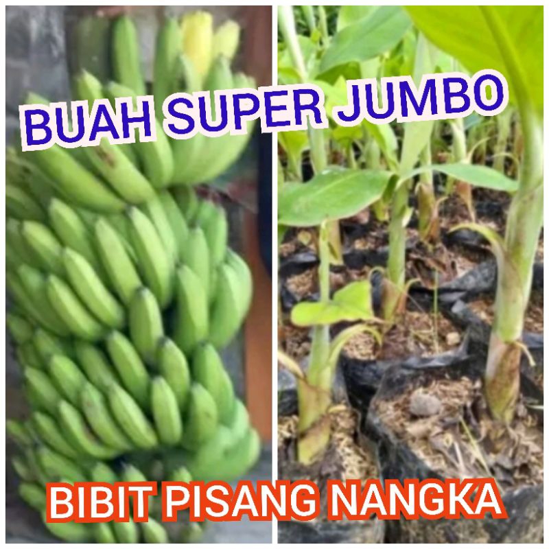 Jual Bibit pisang nangka pisang raja nangka rasa manis super legit ...