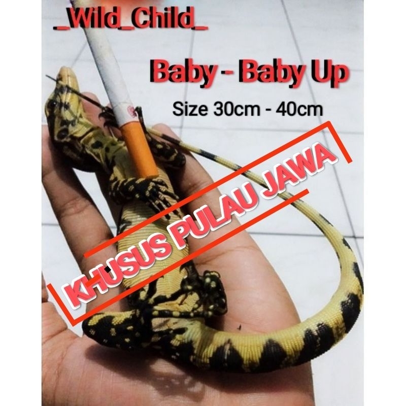 Jual CUCI GUDANG!!! TERMURAH SEINDONESIA!!! Captive Hatch Baby Salva ...