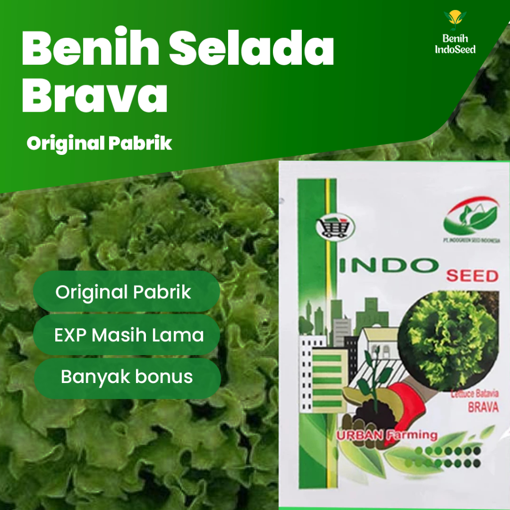 Jual Benih Bibit Selada Batavia Brava Indo Seed Kemasan 1 Gram Selada ...