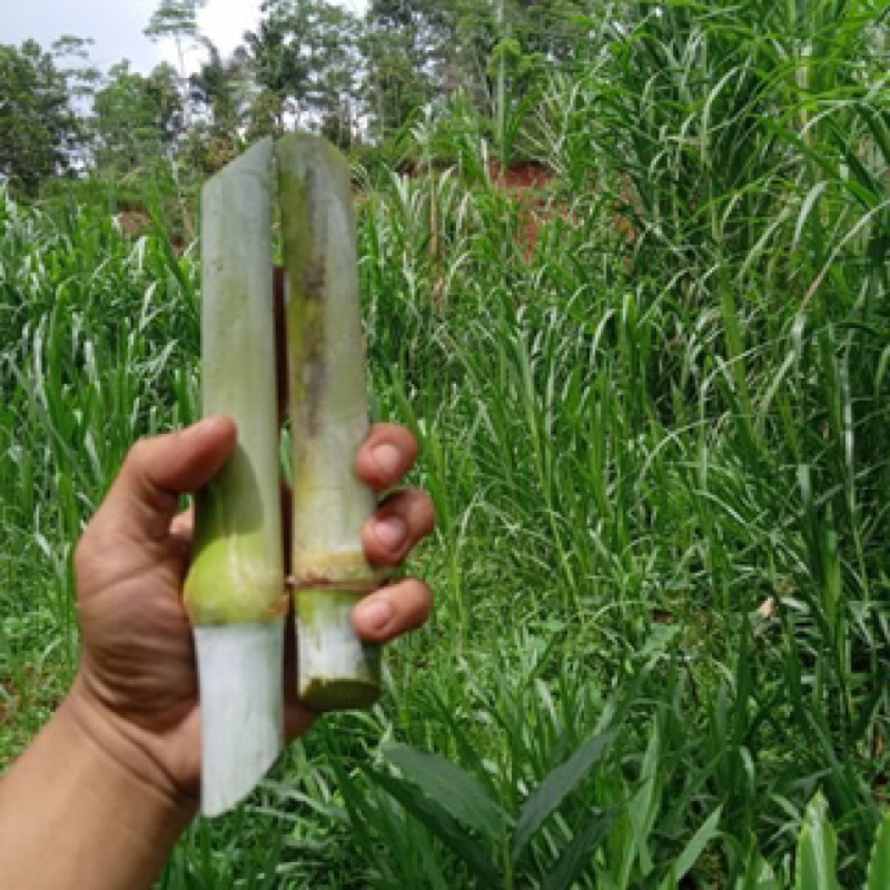 Jual Bibit Rumput Pakcong Super 1 Kg / Bibit Napier Pakcong / Bibit ...