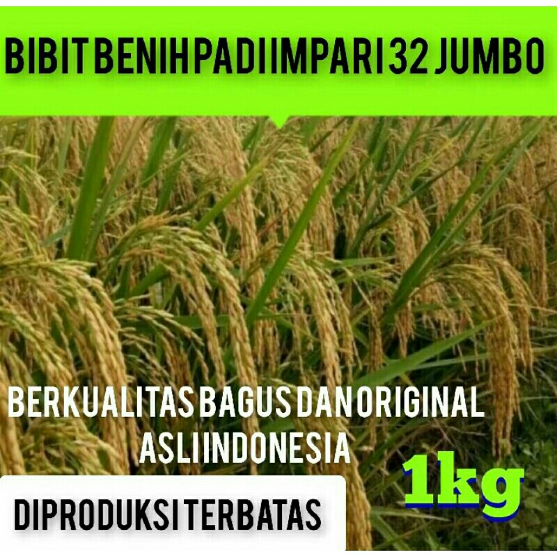 Jual BIBIT PADI PADI INPARI 32 JUMBO BERKUALITAS KEMASAN 10KG | Shopee Indonesia