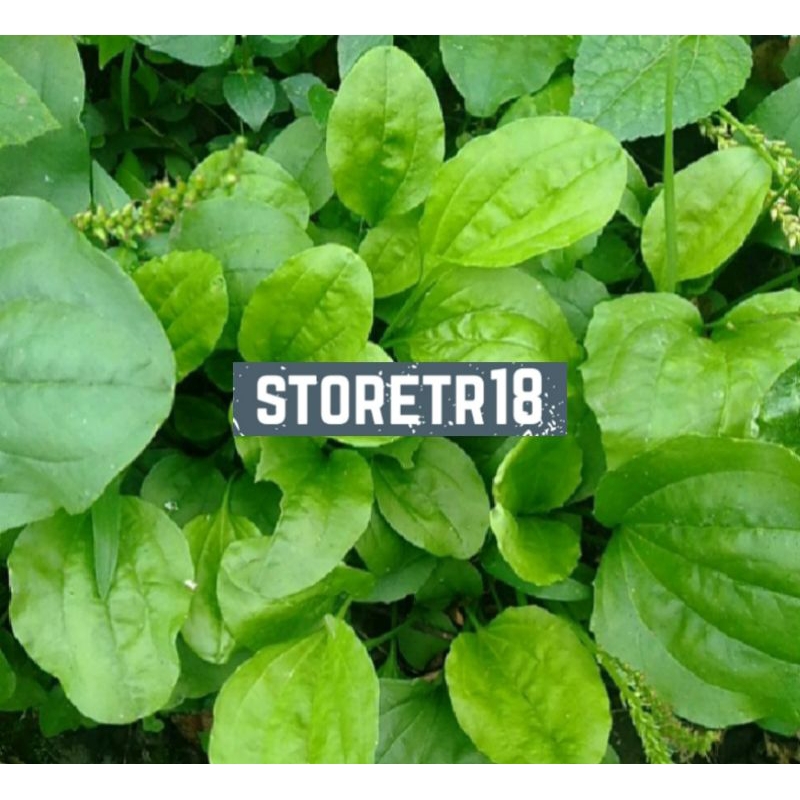 Jual Daun Sendok Atau Daun Ki Urat Segar 1 Kg | Shopee Indonesia