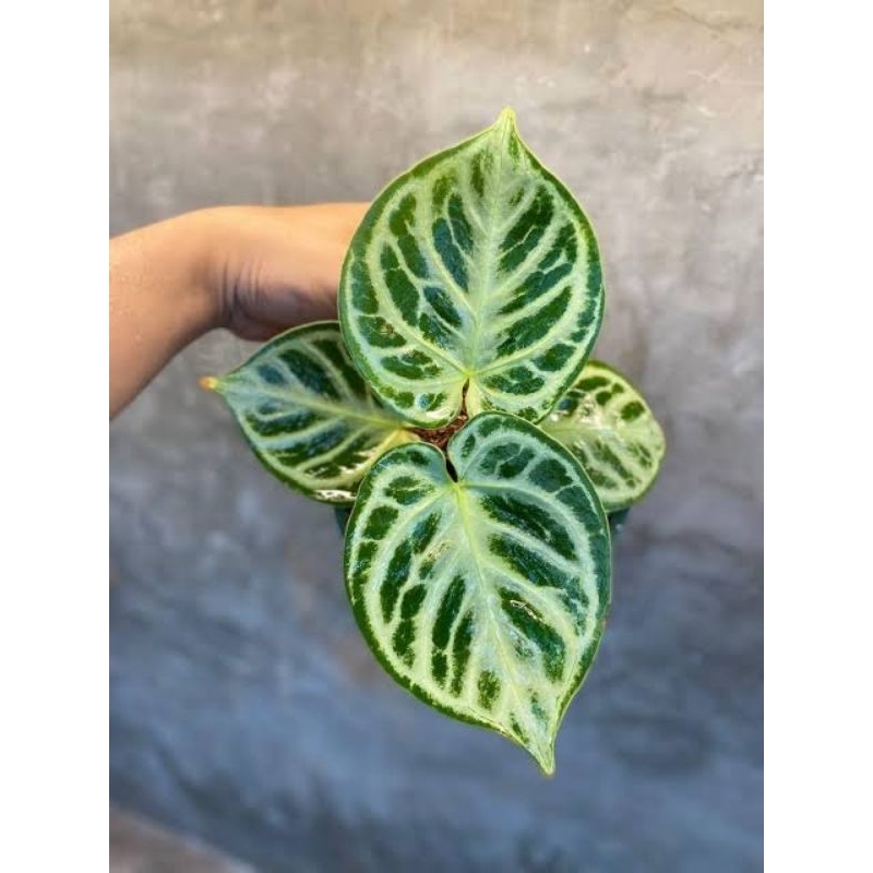 Jual tanaman hias anthurium dorayaki silver | Shopee Indonesia