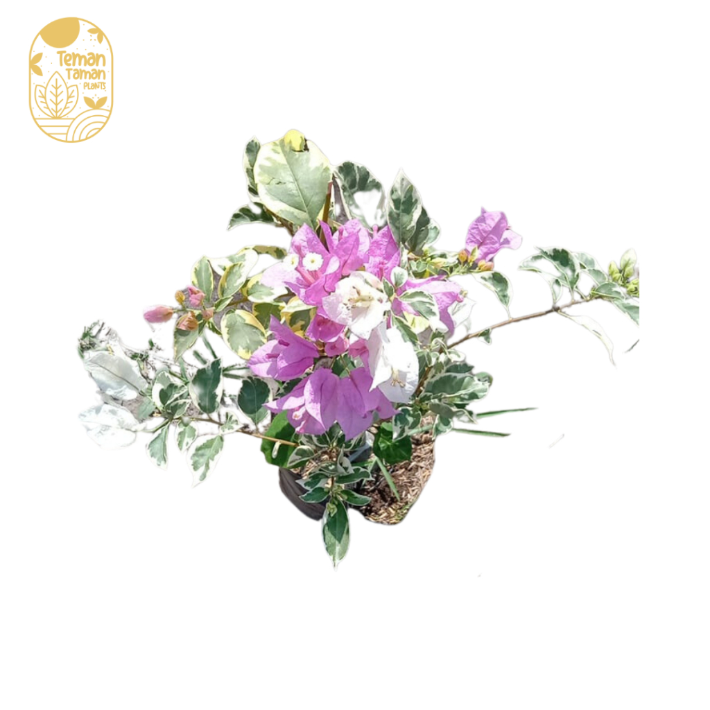 Jual Teman Taman Plants - Tanaman Hias Bougenvil | Bougainvillea Plant ...