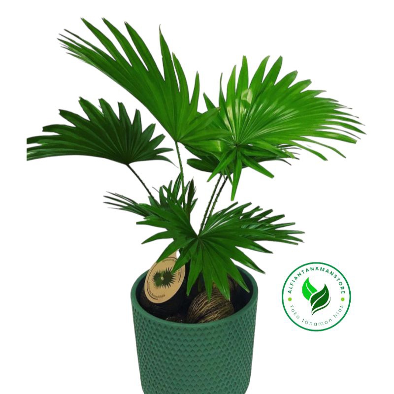 Jual [BISA COD] Tanaman Hias Palm Sadeng - Pohon Palem Bintang | Shopee ...