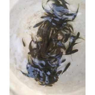 Jual Ikan Mahseer Terlengkap & Harga Terbaru Juli 2024 | Shopee Indonesia
