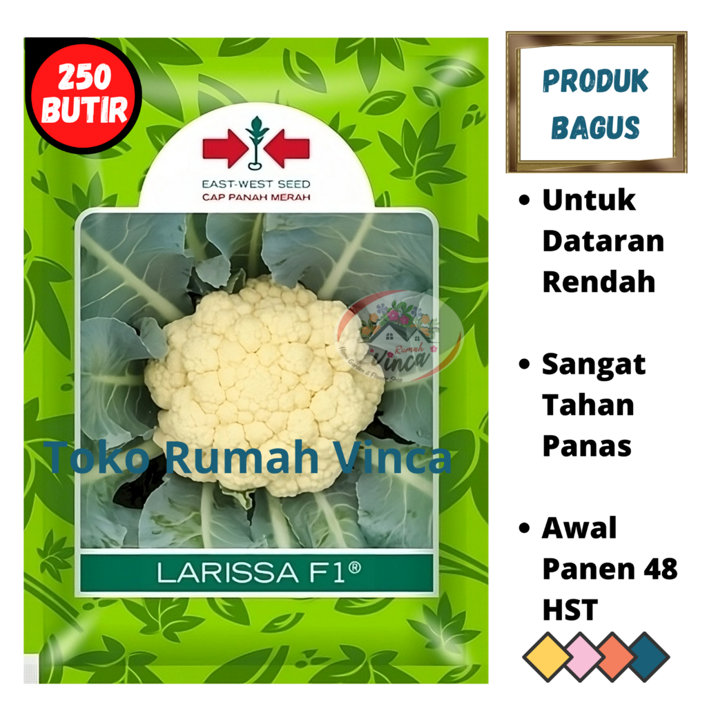 Jual Benih Biji Bibit Bunga Kol LARISSA F1 250 Butir dari Cap Panah ... Jual Benih Biji Bibit Bunga Kol LARISSA F1 250 Butir dari Cap Panah ...