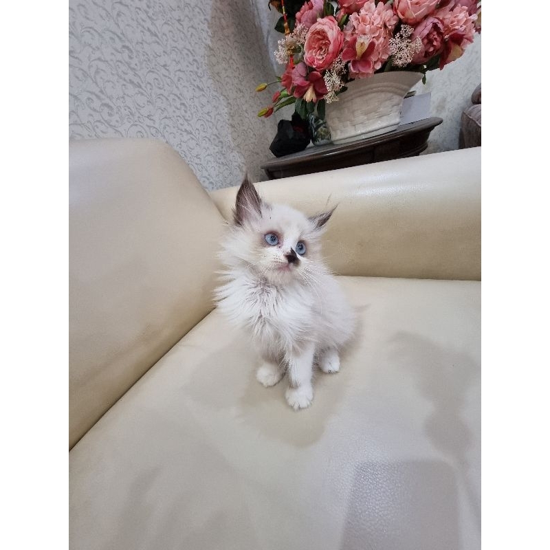 Jual Kitten anakan Kucing Ragdoll | Shopee Indonesia