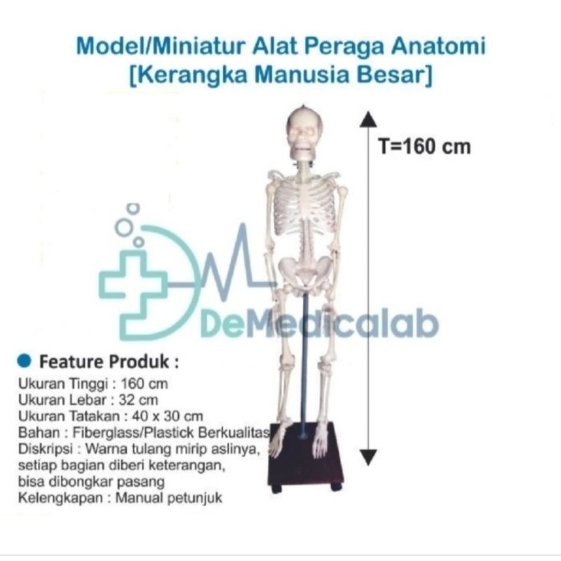 Jual Alat Peraga Sekolah Anatomi Model Torso Kerangka Manusia Besar ...