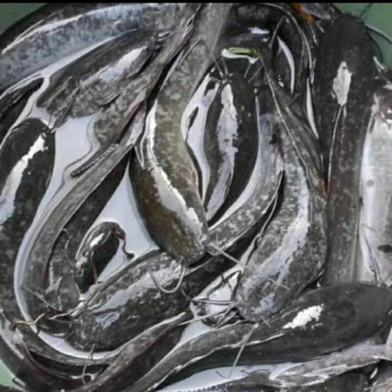 Jual ikan lele hidup fresh dan segar 1kg | Shopee Indonesia